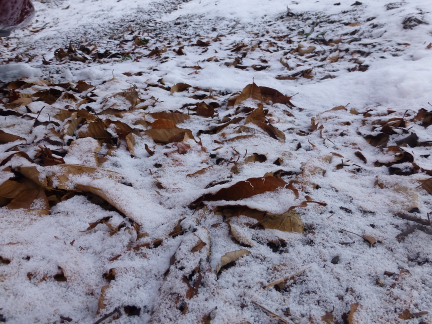 「808」で、ほんわか優しいスープのランチ☆｜管理だより｜三井の森 蓼科管理センター｜蓼科高原の別荘生活サポートサイト